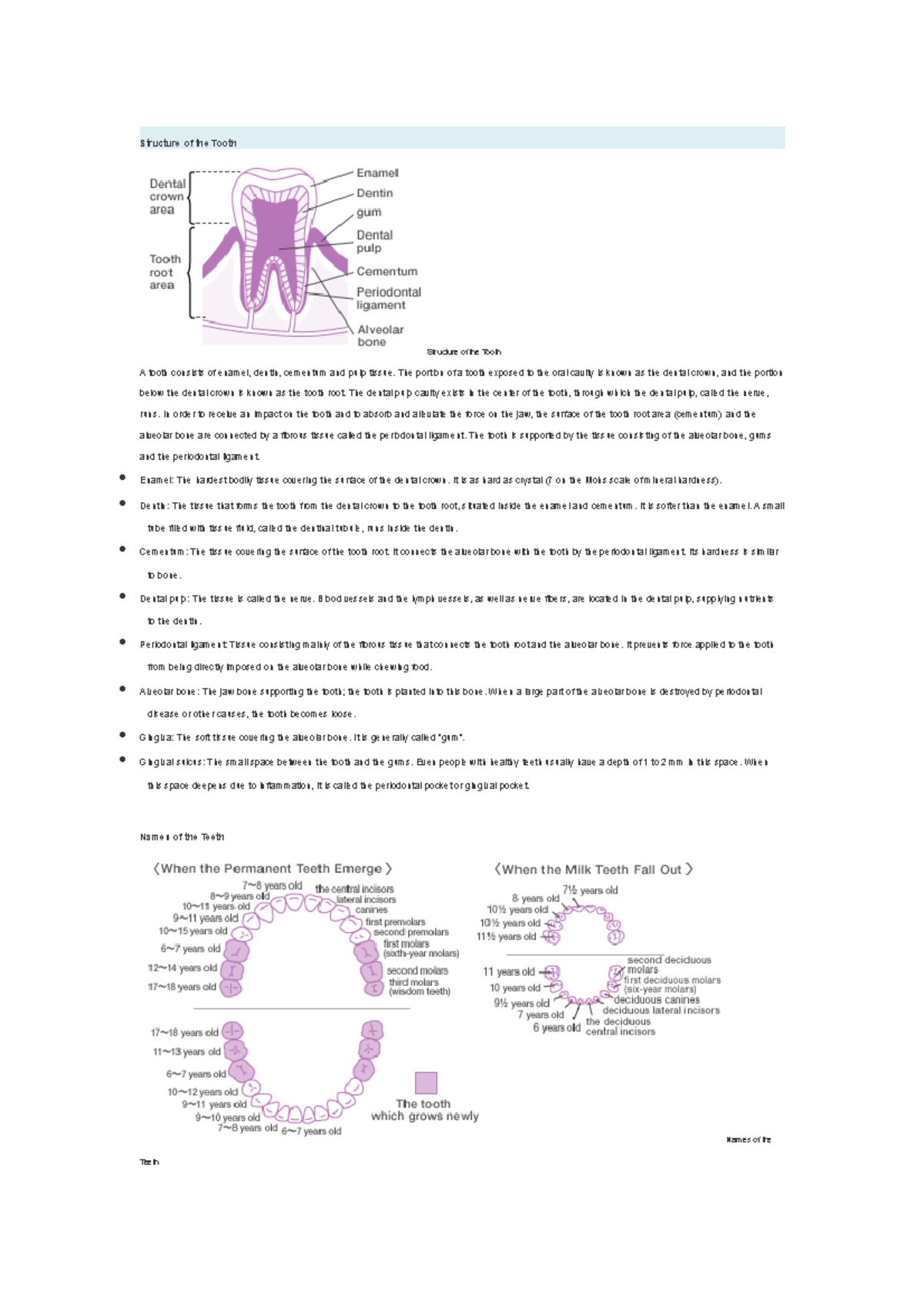 Tooth - Structure of the Tooth Structure of the Tooth A tooth consists ...