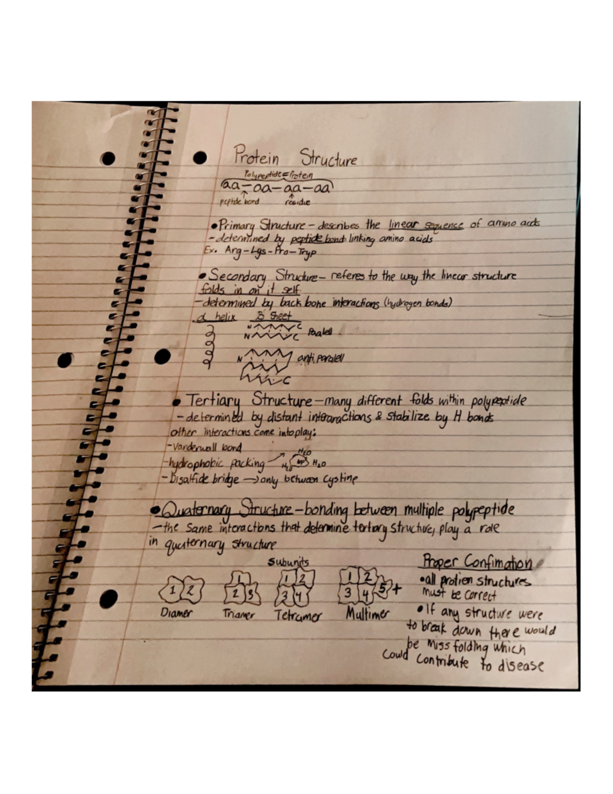Protein Structure - The notes go into detail about the primary ...