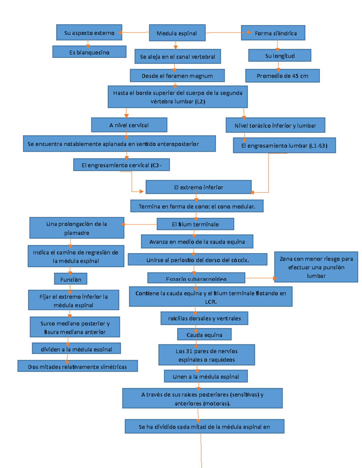 Medula espinal - Apuntes - A través de sus raíces posteriores ...