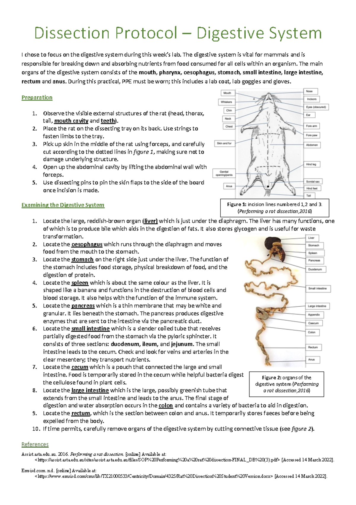 Dissection Protocol - The digestive system is vital for mammals and is ...