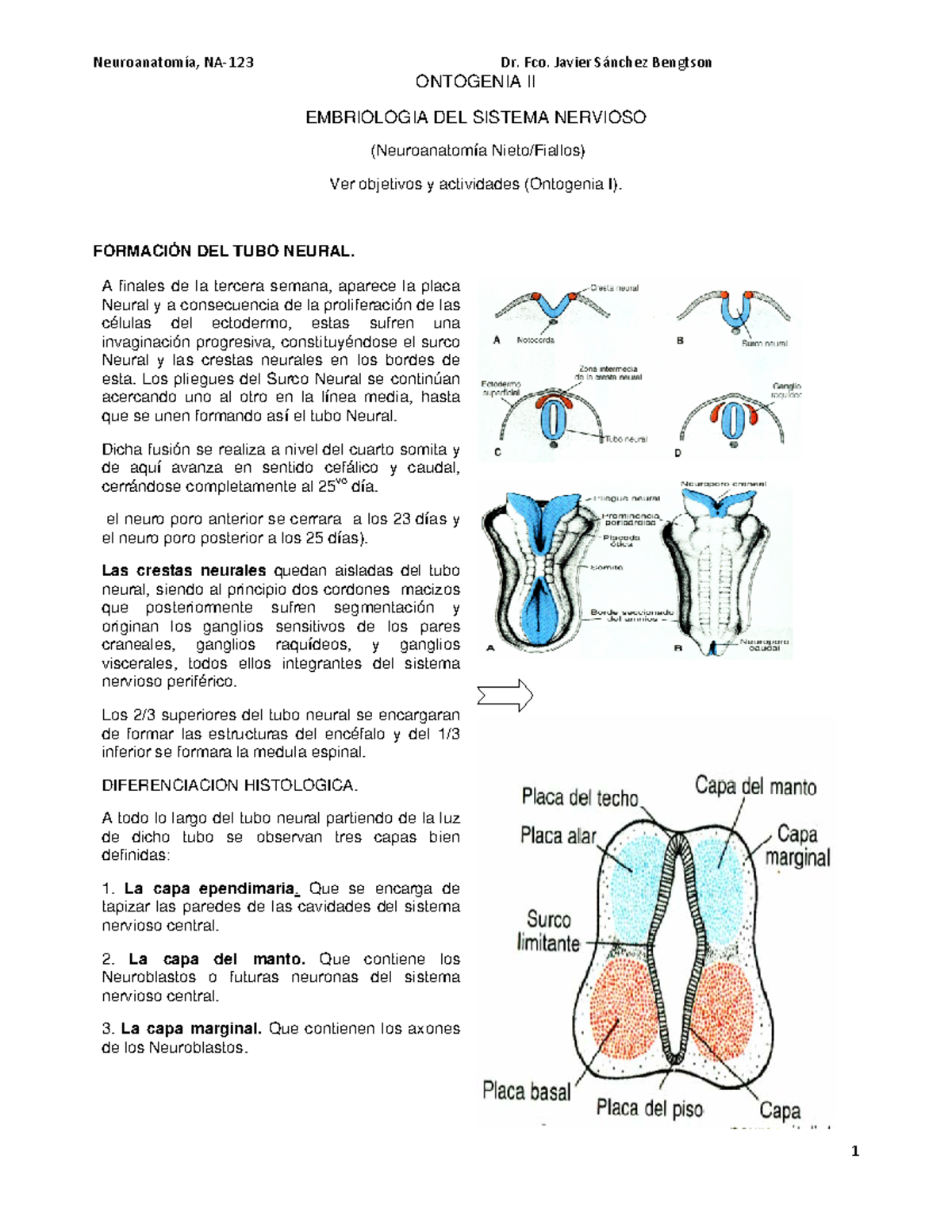 Ontogenia II - Embriologia resumen - ONTOGENIA II EMBRIOLOGIA DEL ...