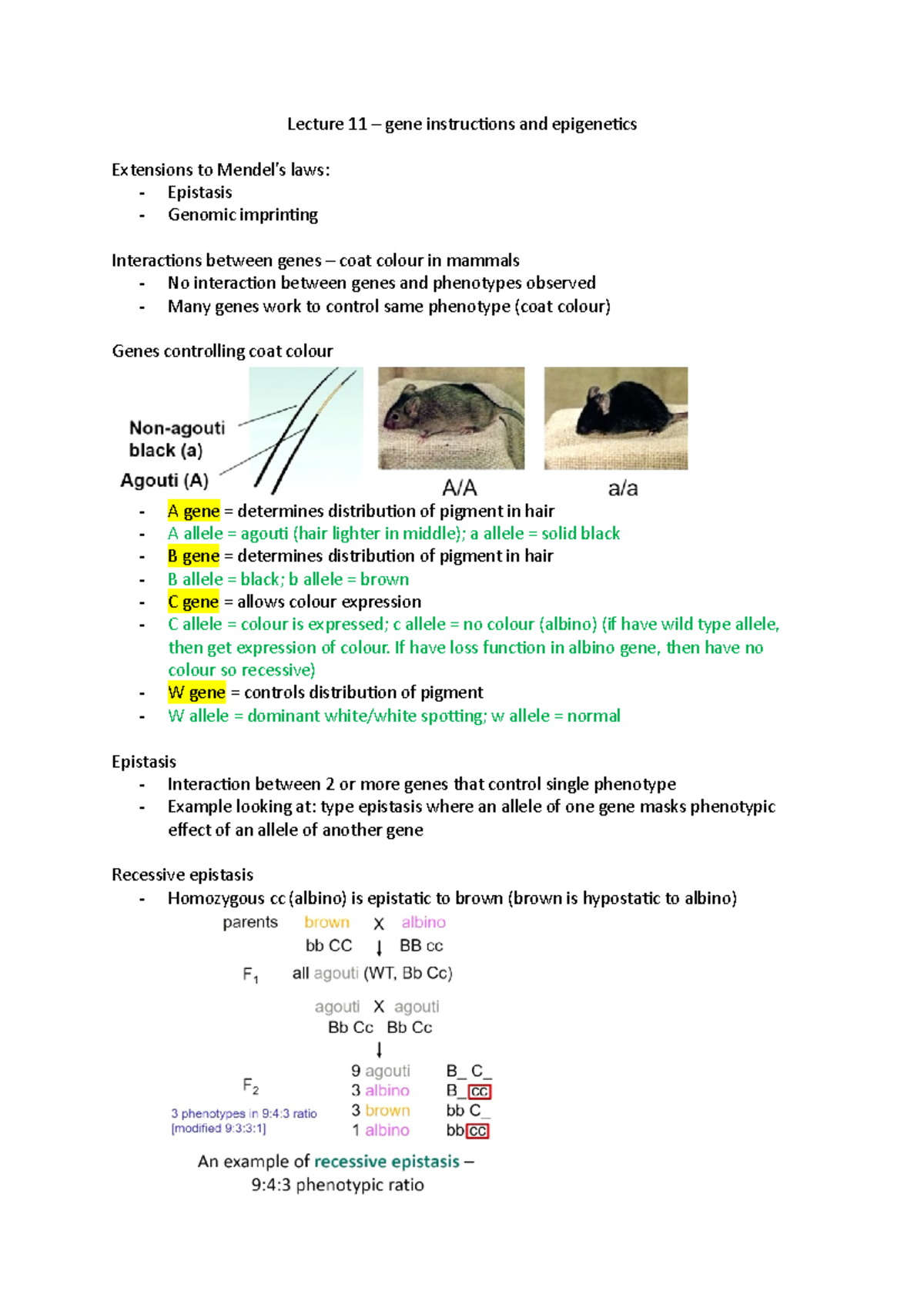 Lecture 11 - genes - Lecture 11 – gene instructions and epigenetics ...