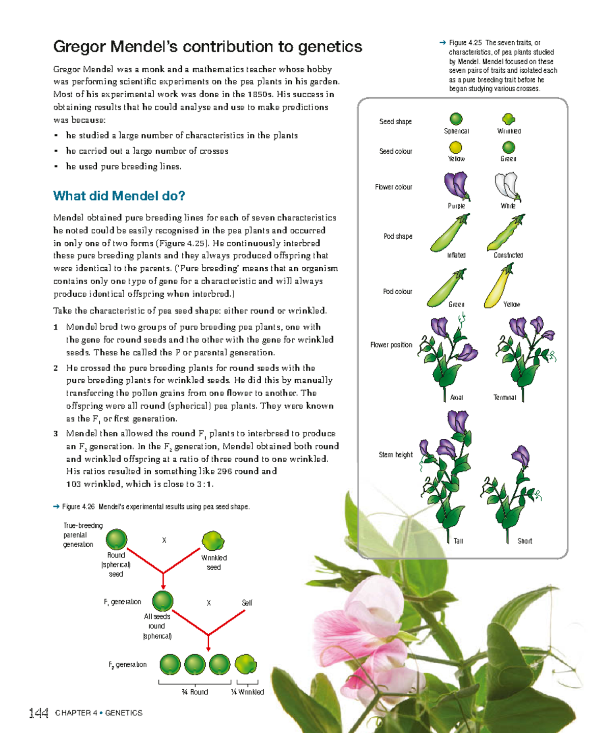 Gregor Mendel s contribution to genetics - 144 CHAPTER 4 • GENETICS ...