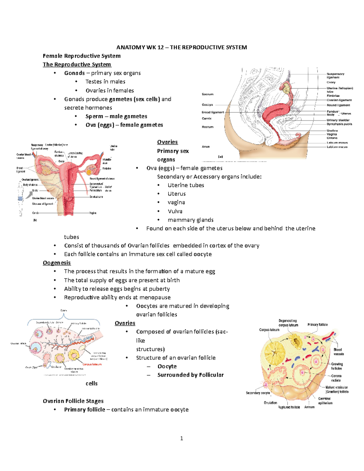 Anatomy WK 12 The reproductive system - ANATOMY WK 12 – THE ...