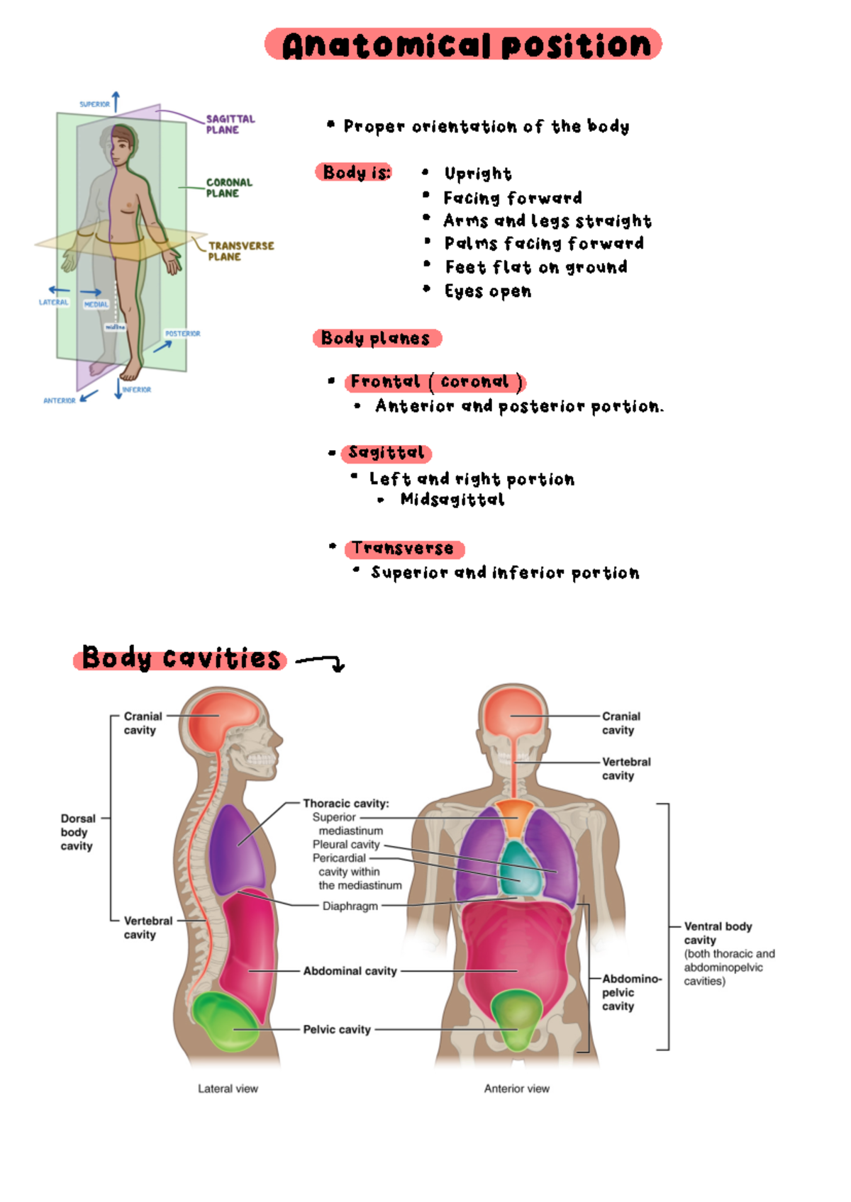 Anatomical Position Notes - Anatomical position Proper orientation of ...