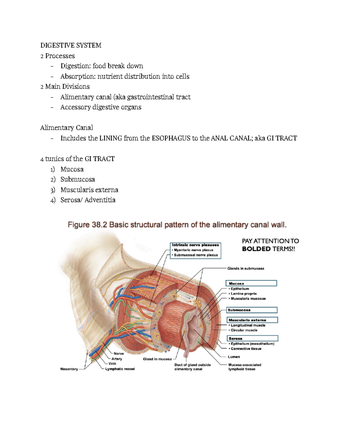 Practical 3 Study Guide - DIGESTIVE SYSTEM 2 Processes - Digestion ...