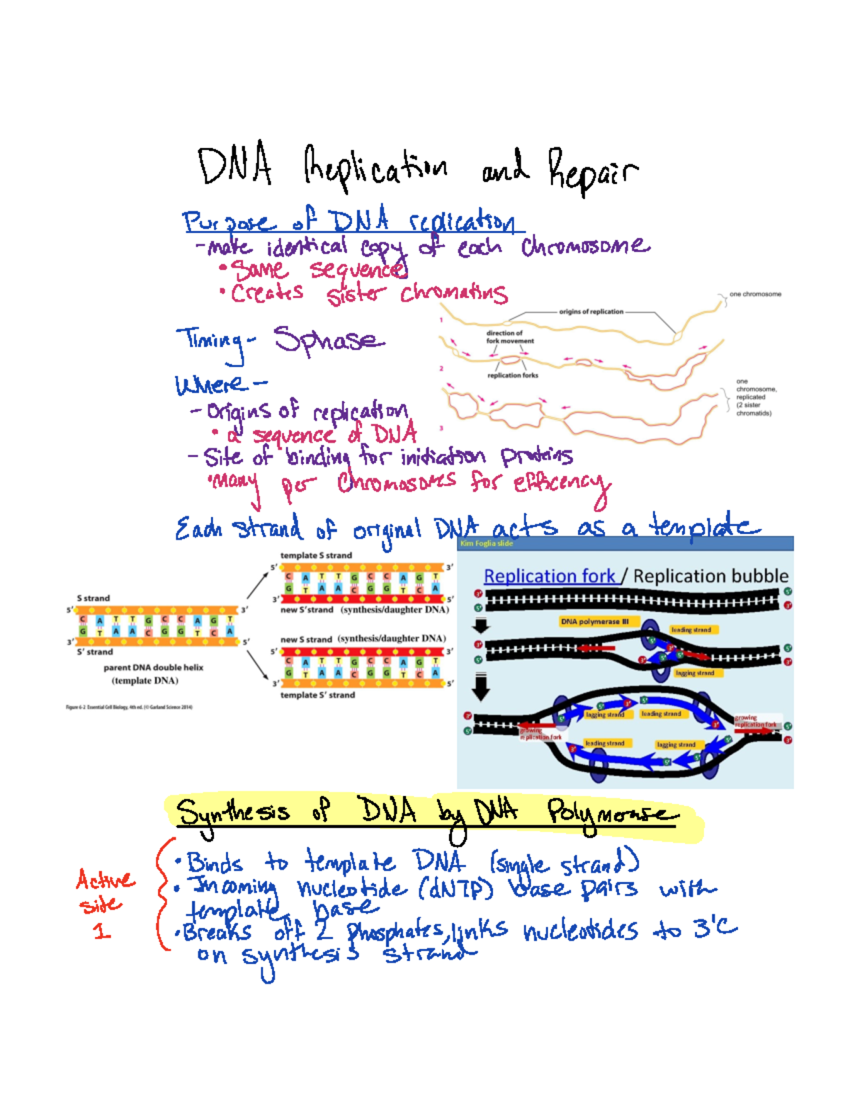 DNA Replication and Repair - DNA Replication and Repair Purpose of DNA ...