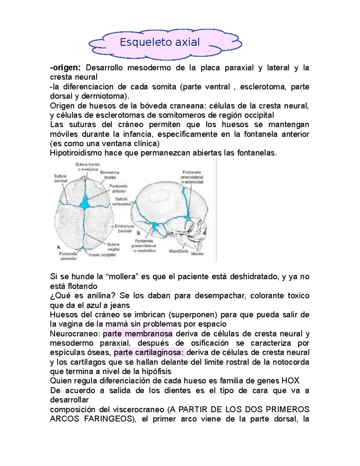 Unidad 2 embrio - Apuntes 7 y 8 - Esqueleto axial Desarrollo mesodermo ...