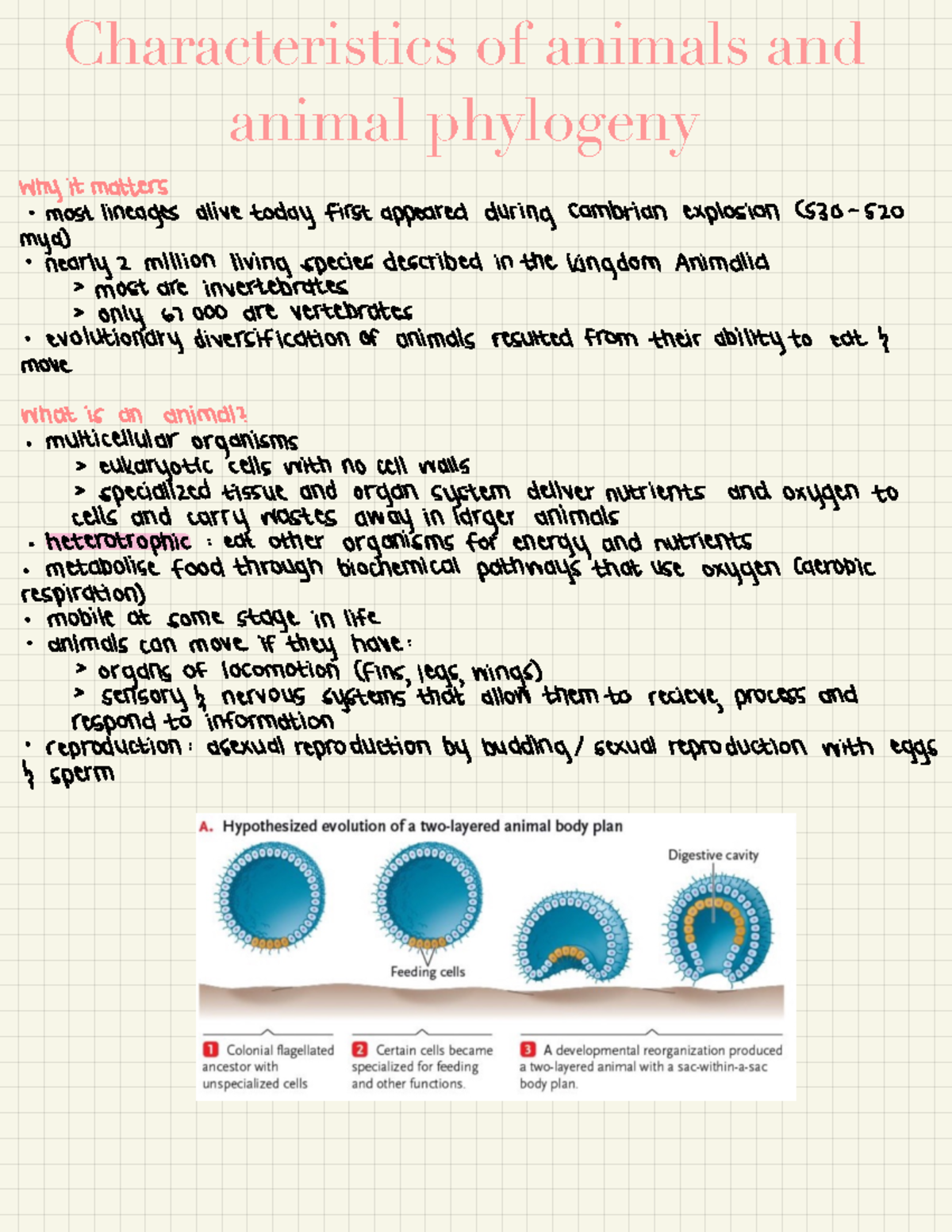 Characteristics Of Animals And Animal Phylogeny - Characteristics of ...