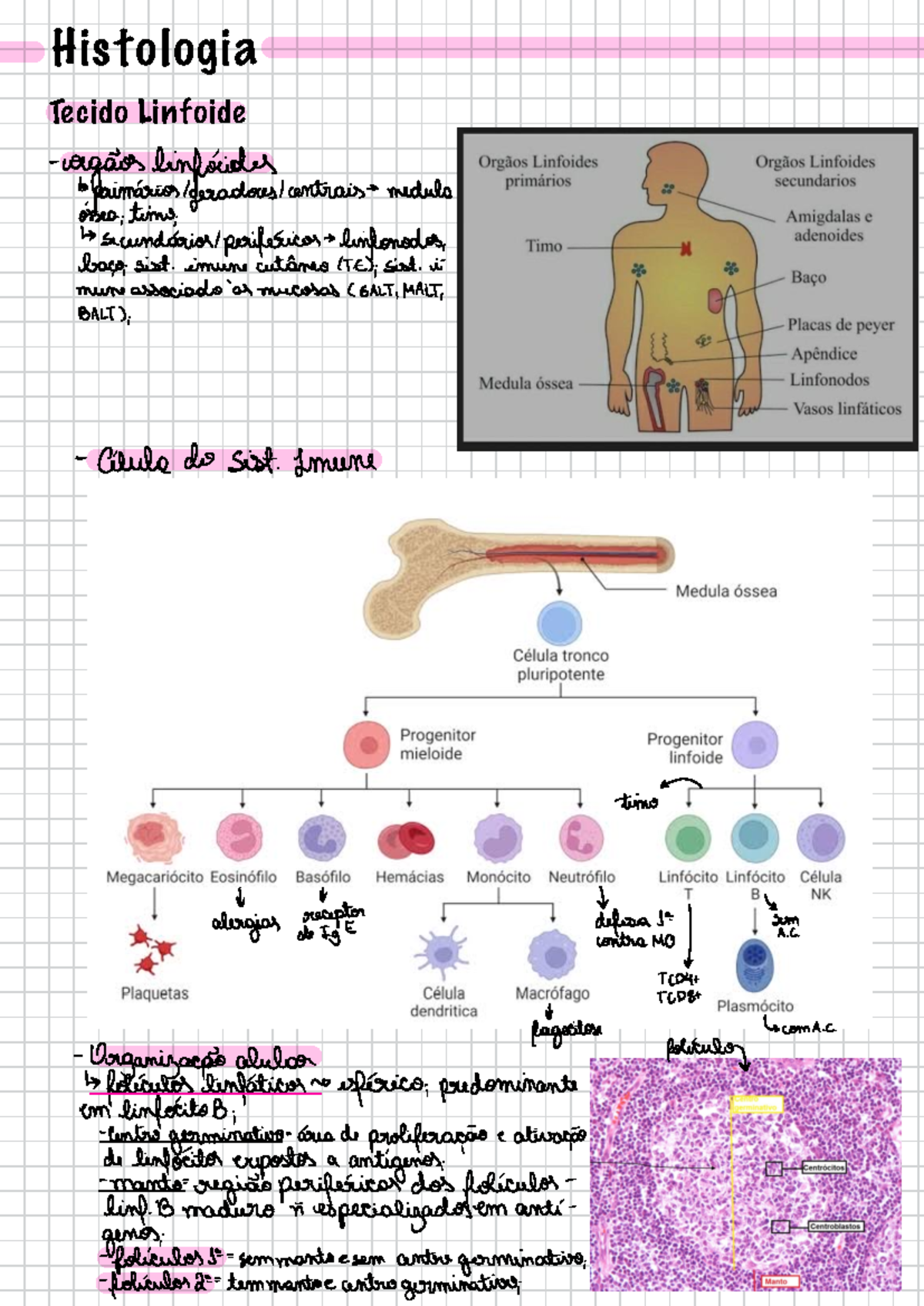Resumo Histologia - tecidos linfoides - ####### Histologia Tecido ...