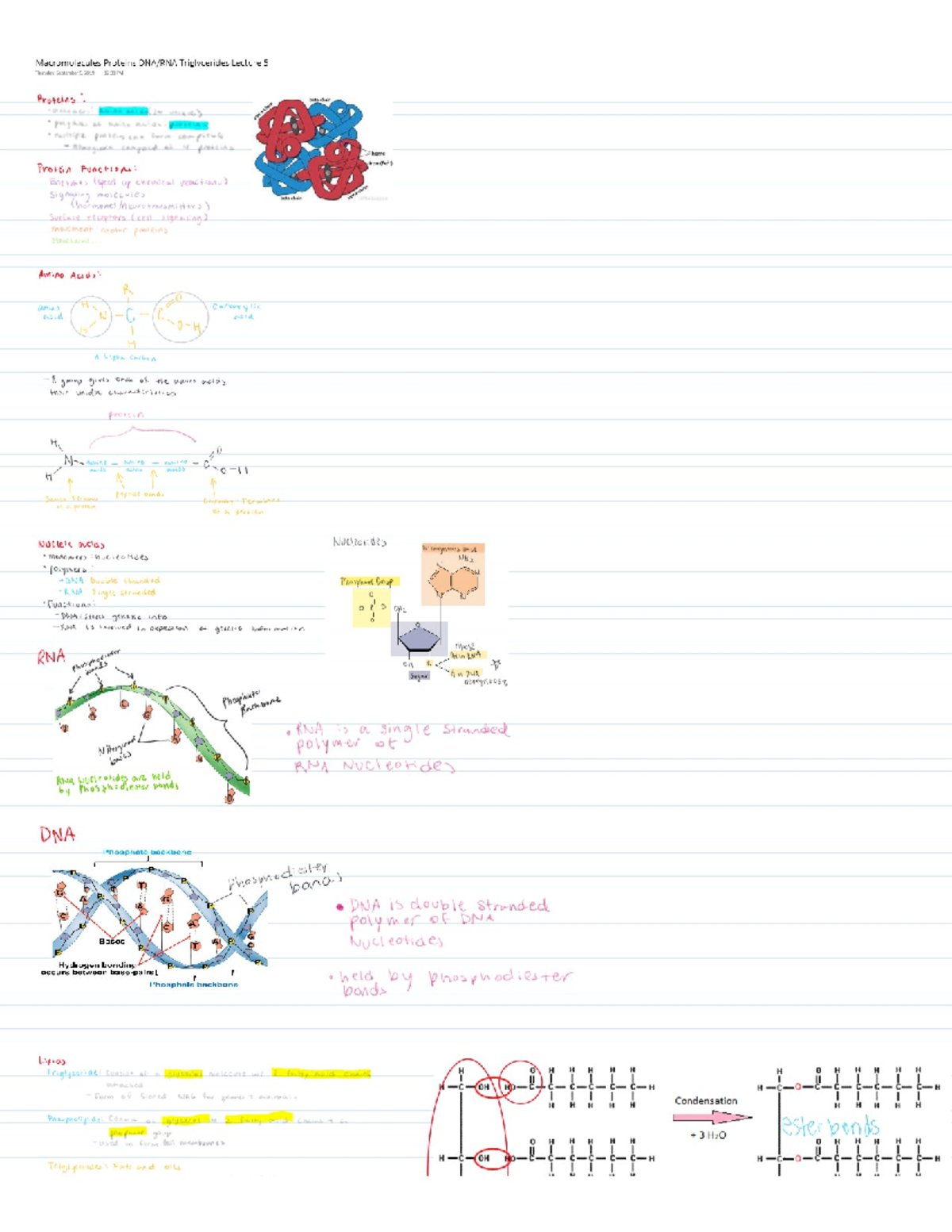 Biol 110 lec 4 - Lecture notes 4 - BIOL 11000 - Studocu