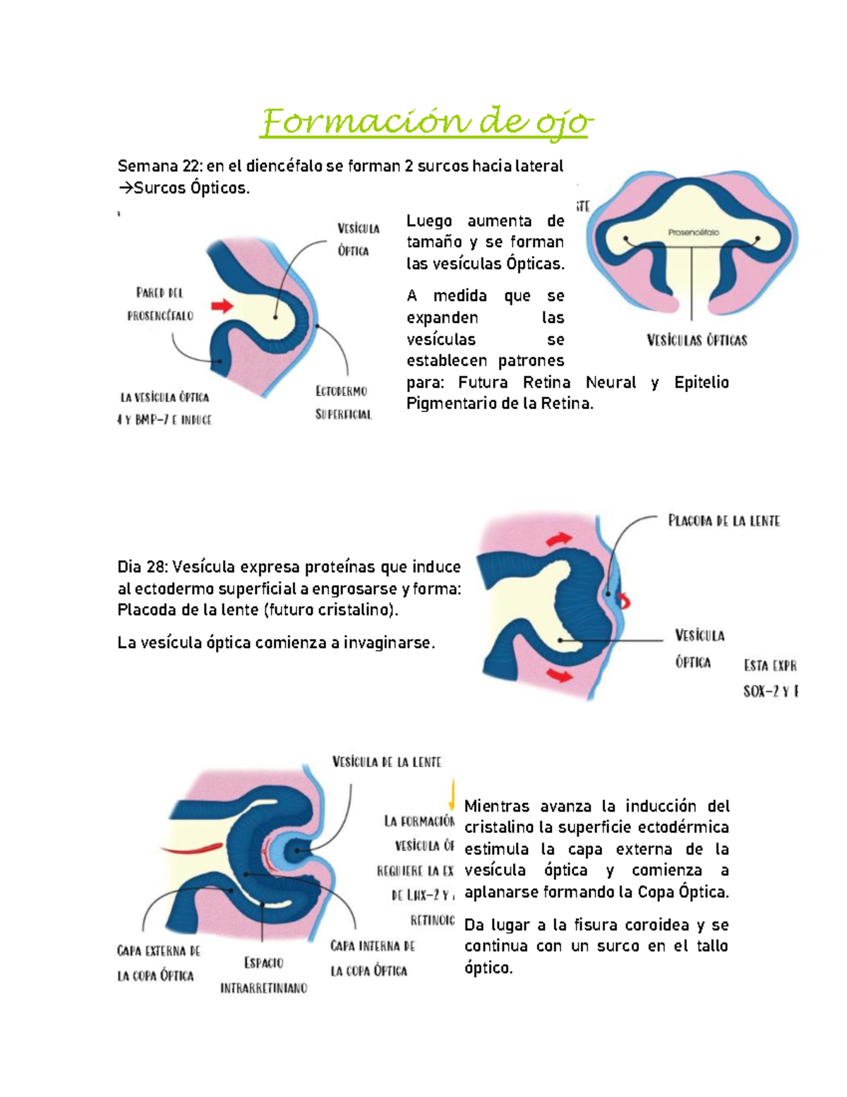 Formación de ojo - Formación de ojo Semana 22: en el diencéfalo se ...