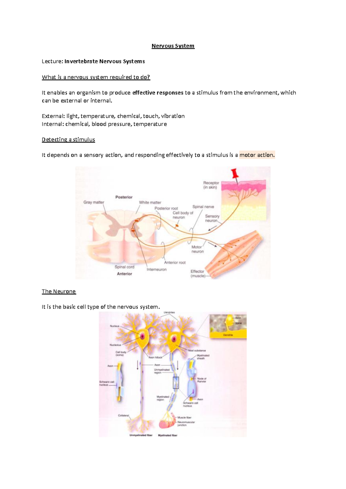 Nervous System - lecture - Nervous System Lecture: Invertebrate Nervous ...