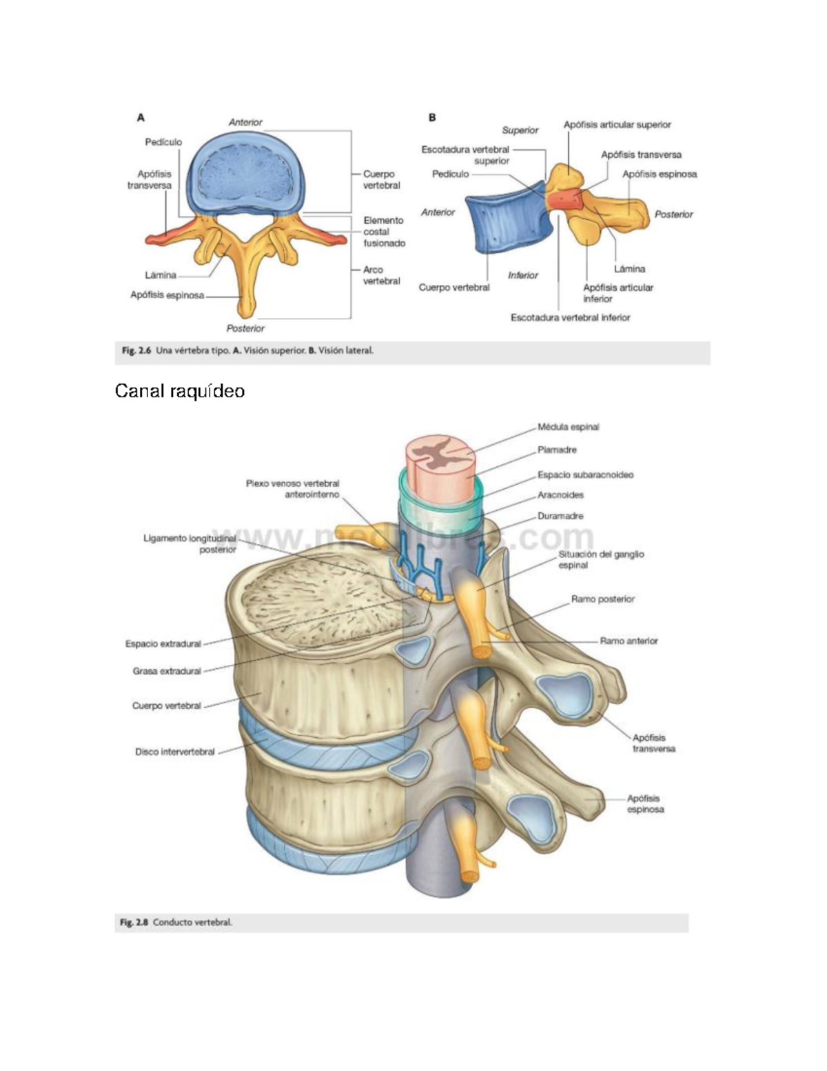Columna vertebral - Canal raquídeo Características comunes Cuerpo ...