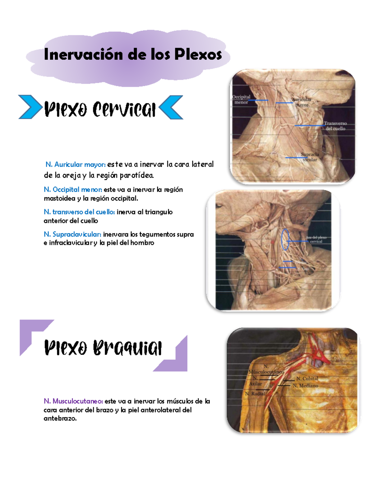 Inervación de los Plexos - Auricular mayor: este va a inervar la cara ...