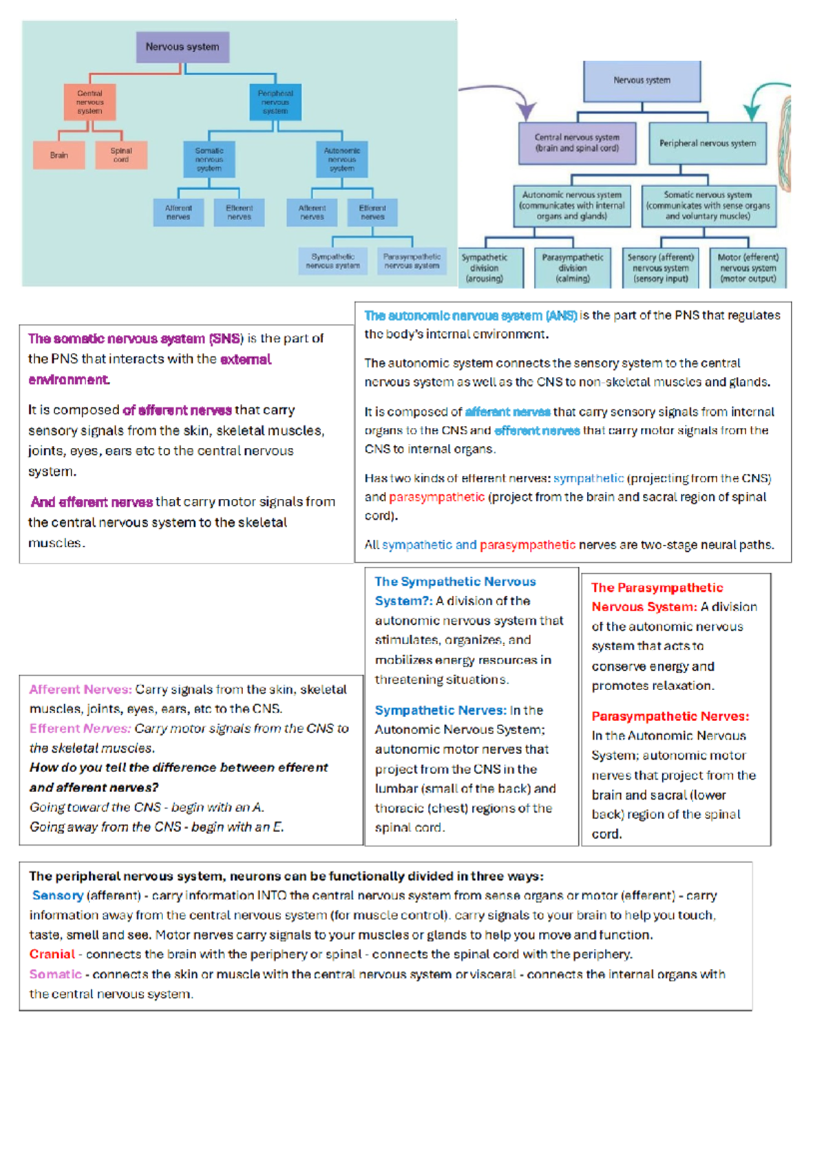 B^0B Wk1 - Summary Brain and Behaviour - Brain stem Breathing Heart Rate Blood Pressure ...