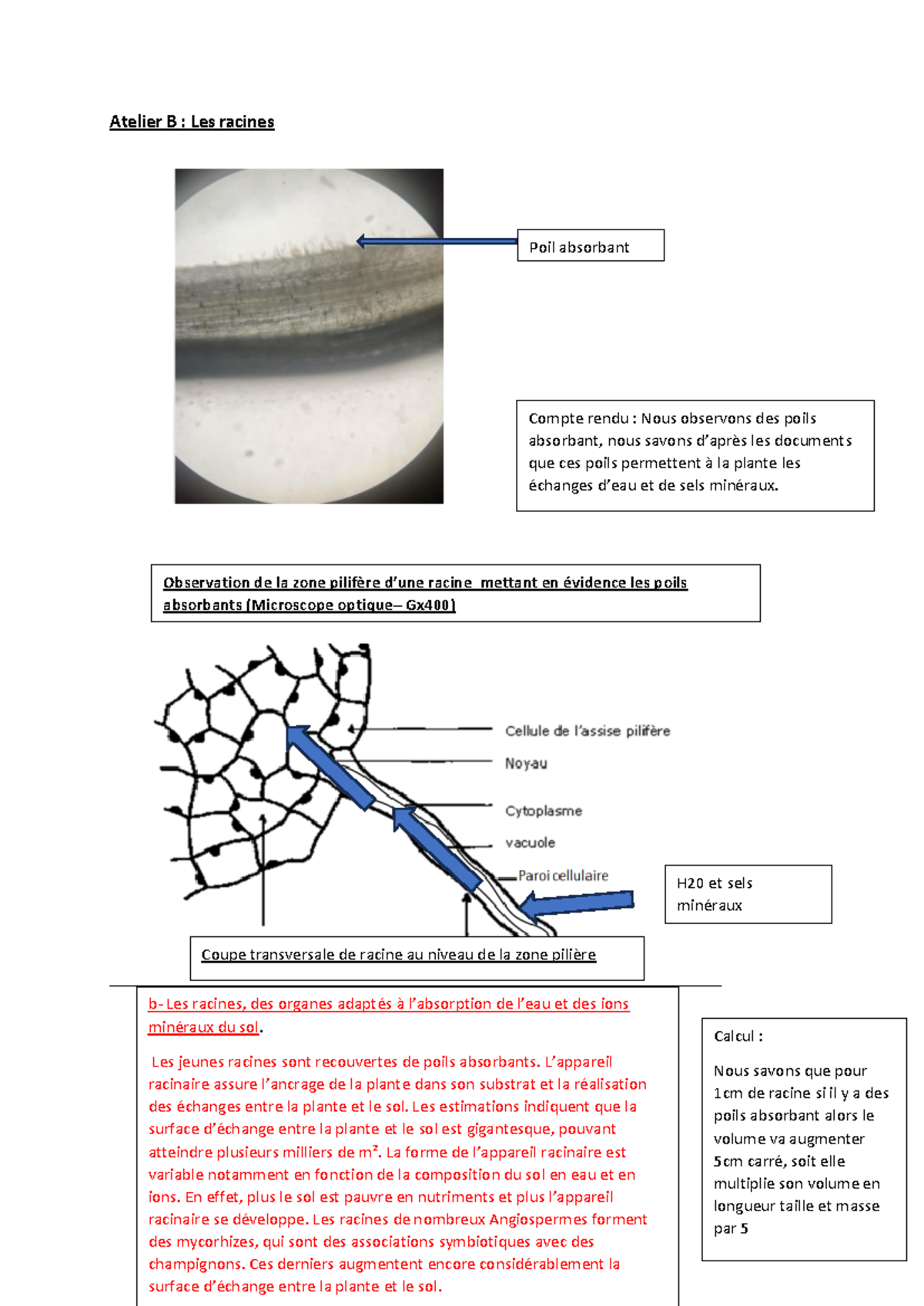 Atelier B - Résumé histologie - Atelier B : Les racines Poil absorbant ...