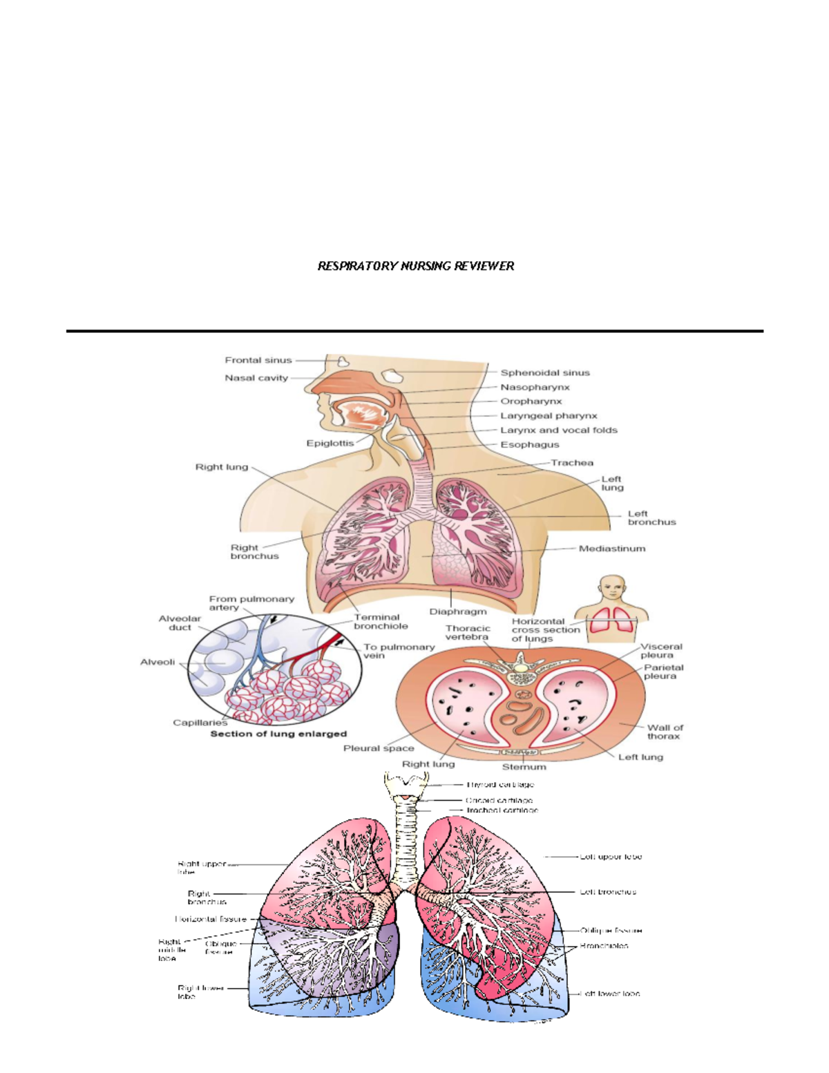 Respiratory-Nursing-reviewer - RESPIRATORY NURSING REVIEWER ANATOMY OF ...