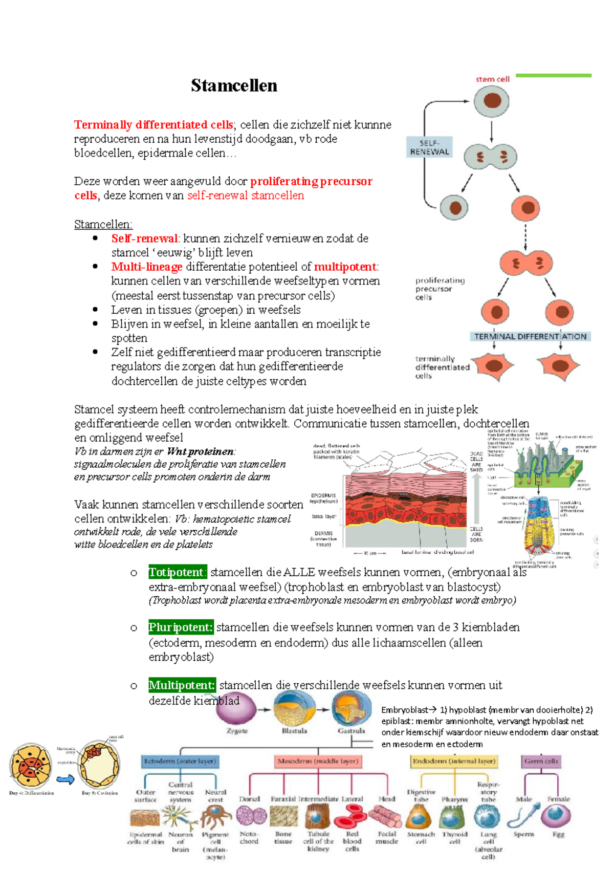 Stamcellen - Stamcellen Terminally differentiated cells ; cellen die ...