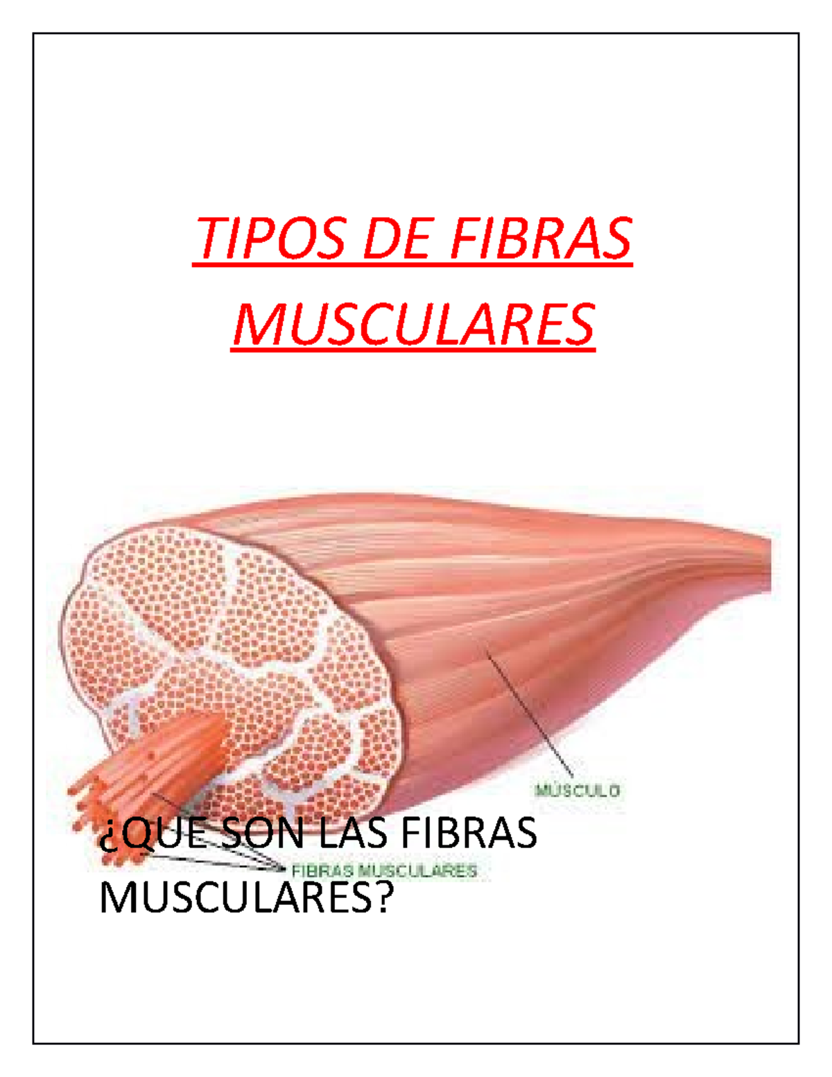 TIPO DE Fibras Musculaes - TIPOS DE FIBRAS MUSCULARES ¿QUE SON LAS ...