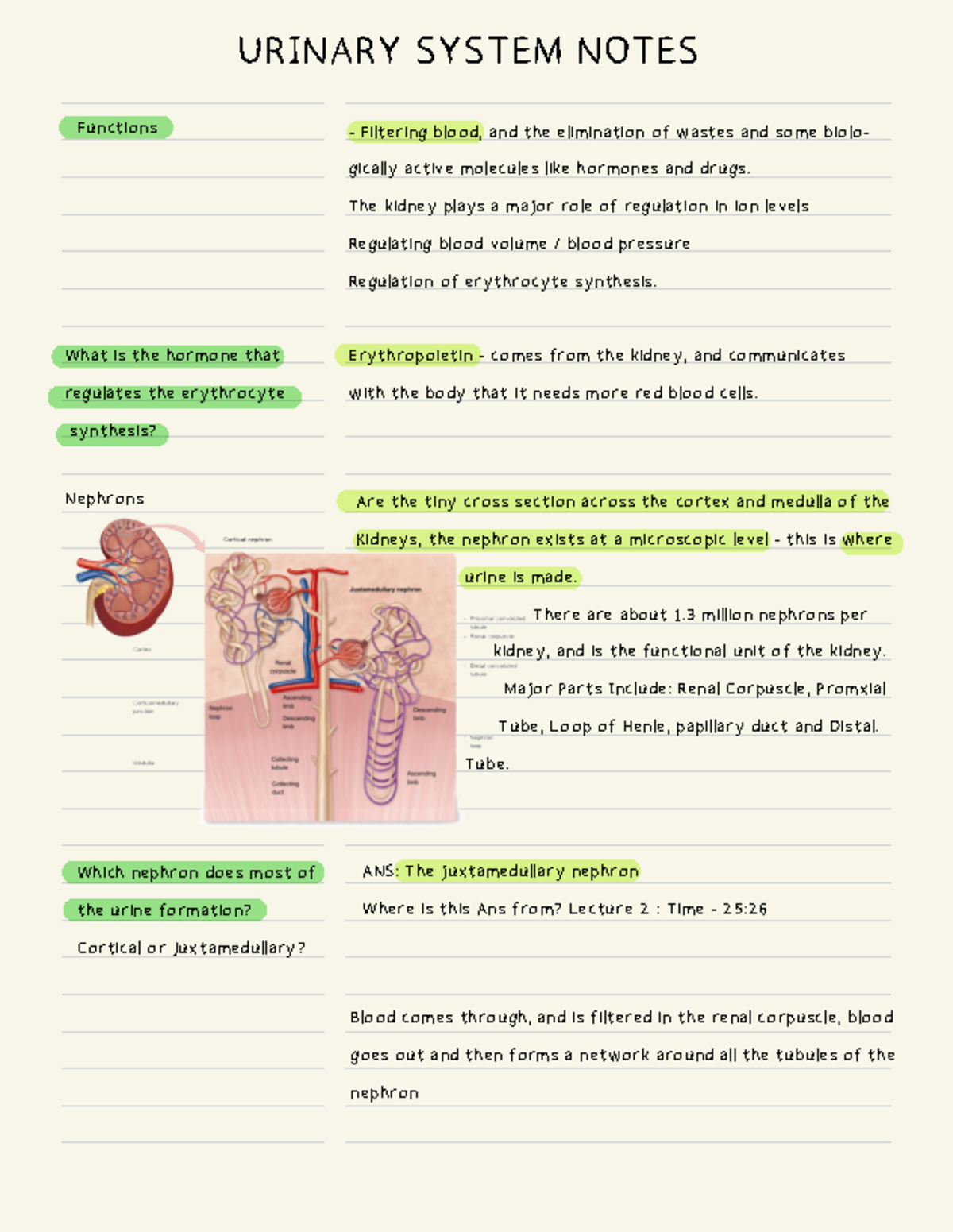 Urinary System Notes - URINARY SYSTEM NOTES Functions - Filtering blood ...