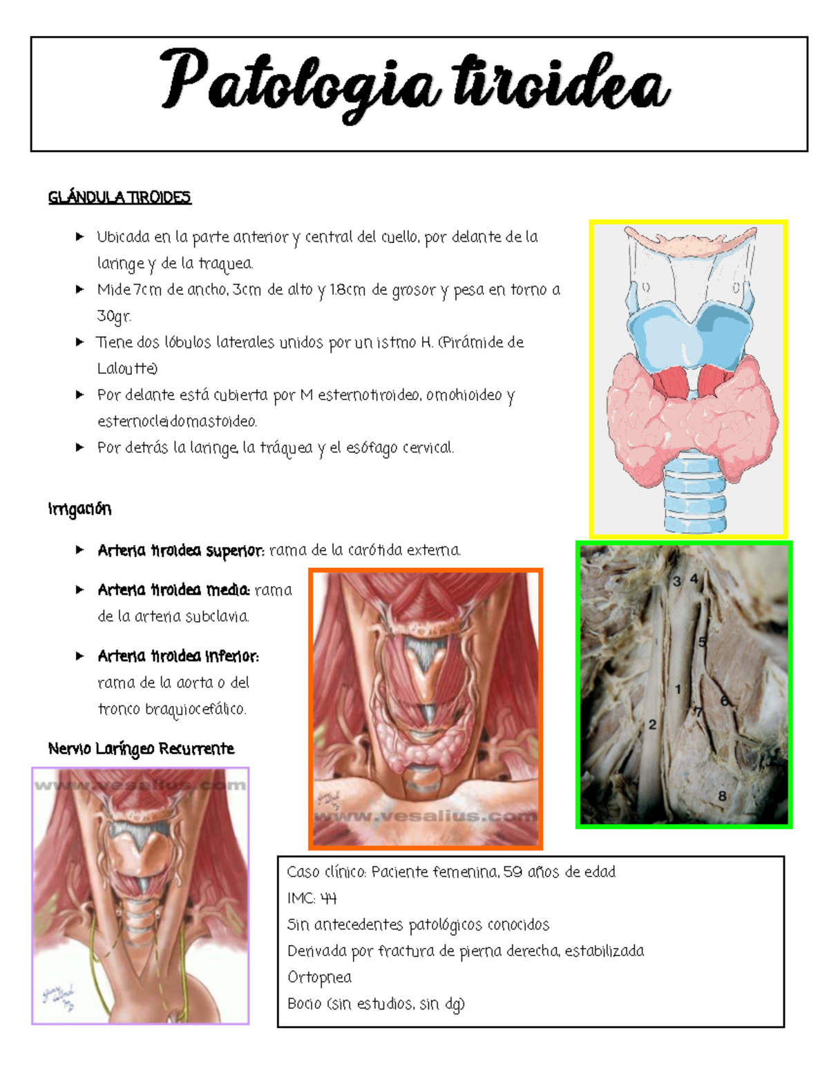 Apuntes Cirugia - Cirugía - GL¡NDULA TIROIDES Ubicada en la parte ...