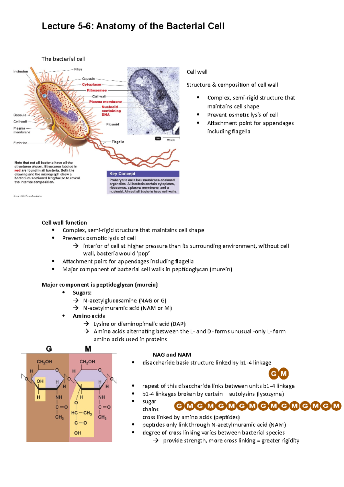 L5-6 Anatomy of the bacteria cell - The bacterial cell Cell wall ...