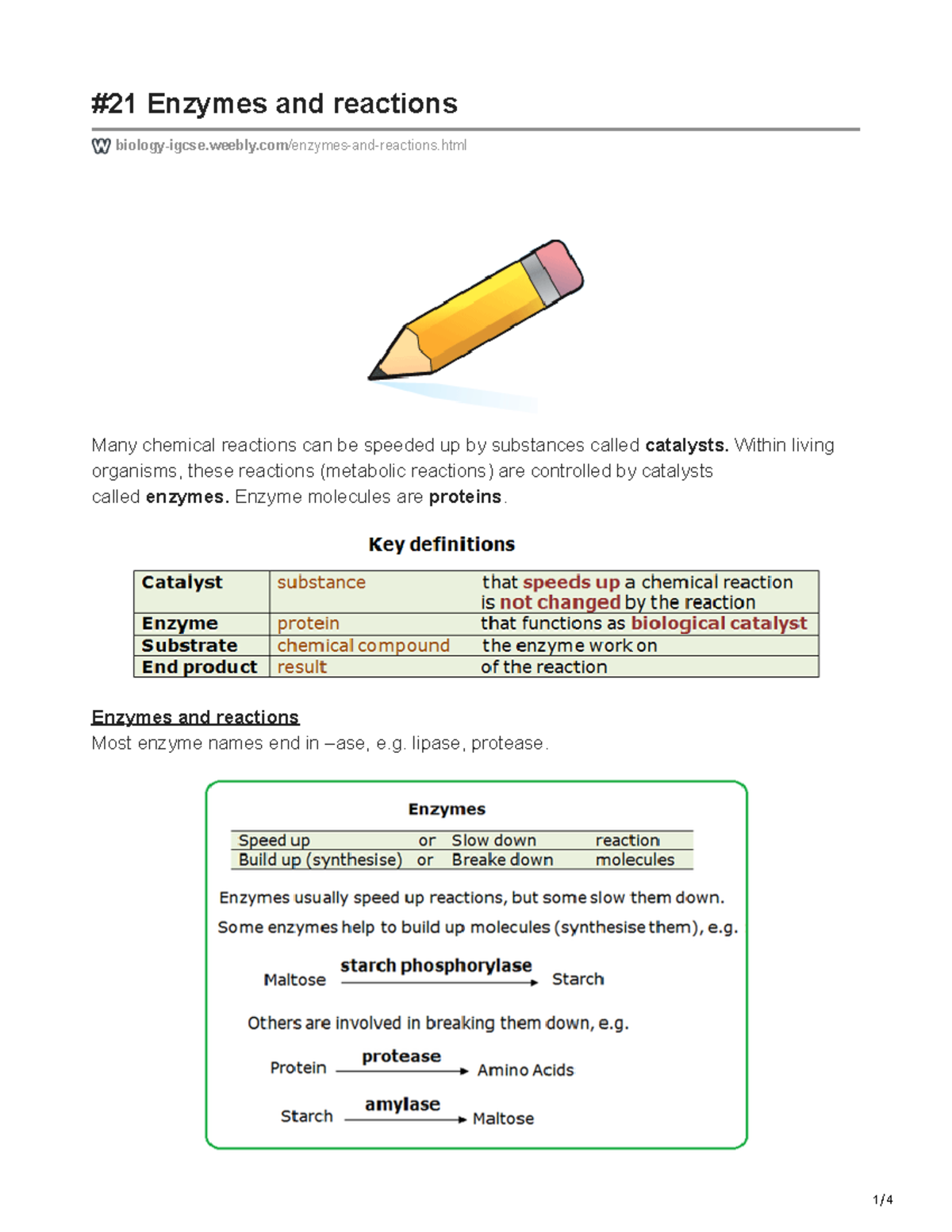 Biology-igcse.weebly.com-21 Enzymes and reactions - #21 Enzymes and ...