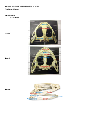 Exercise-4-frog-embryo-4mm-7mm-10mm compress - DEVELOPMENT OF THE FROG ...