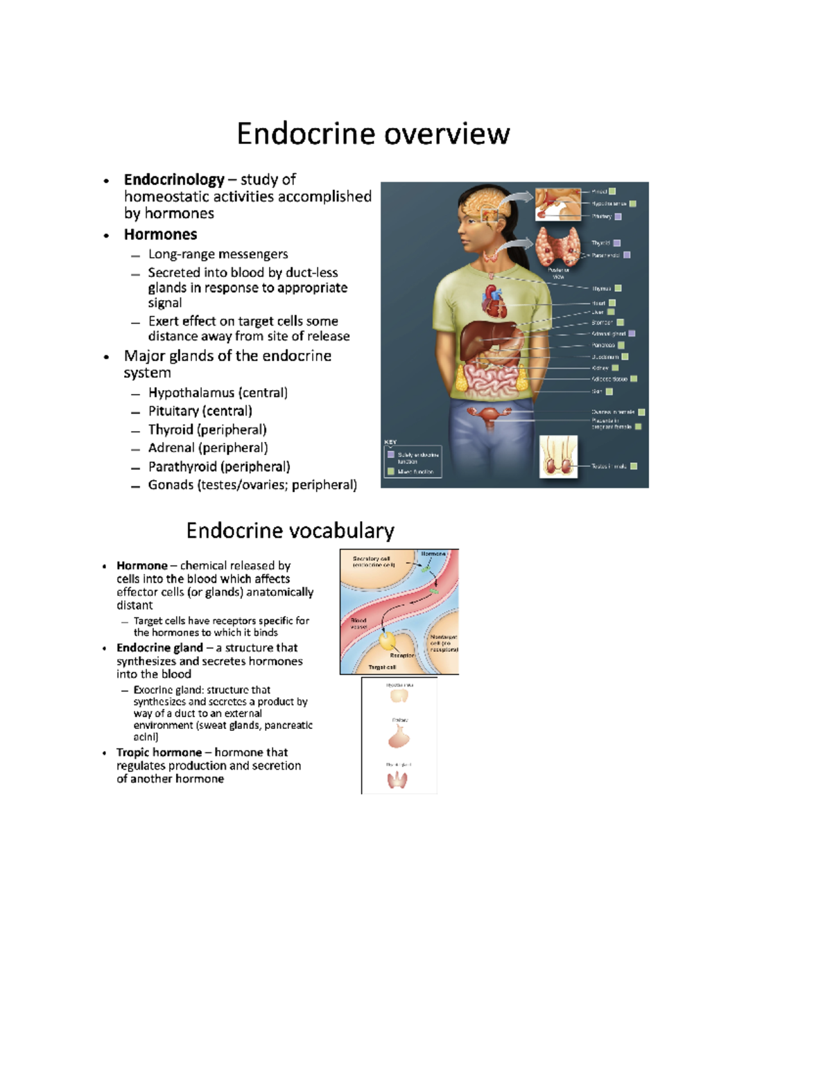 Chapter 18 Endocrine Principles - BIO 270 - Studocu