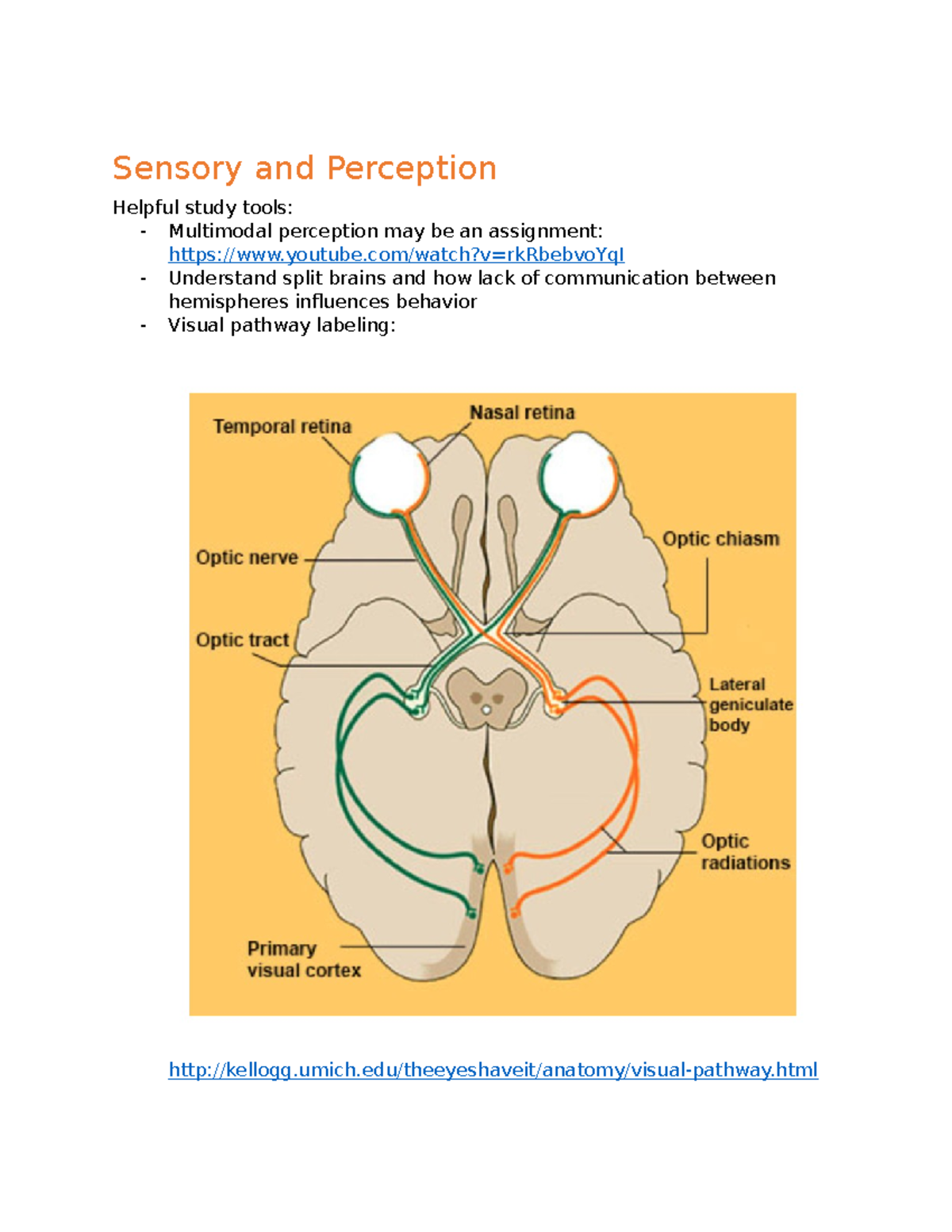 Sensory and Perception 363 - Sensory and Perception Helpful study tools: - Multimodal perception ...