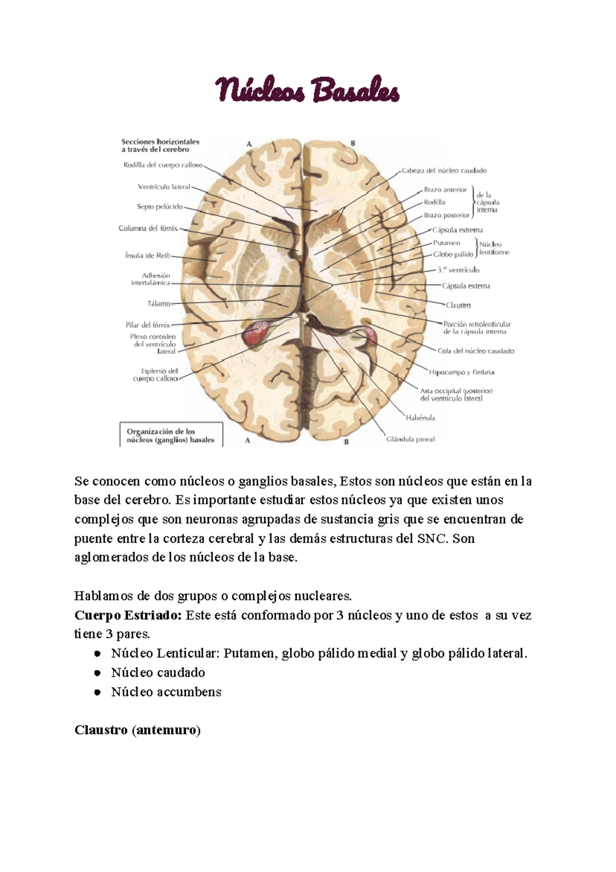 Núcleos Basales - Núcle Basale Se conocen como núcleos o ganglios ...