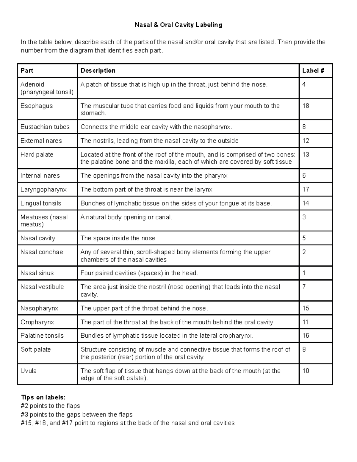 Nasal Oral Cavity labeling - Nasal & Oral Cavity Labeling In the table ...