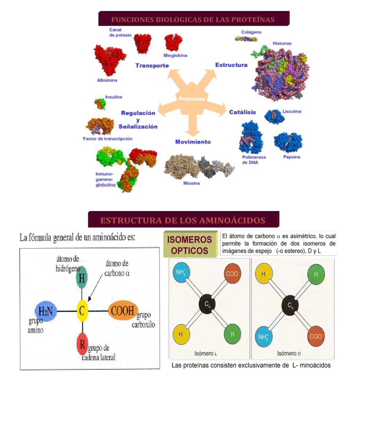 las proteínas y sus estructuras - Bioquímica - I. DE ACUERDO A LA ...