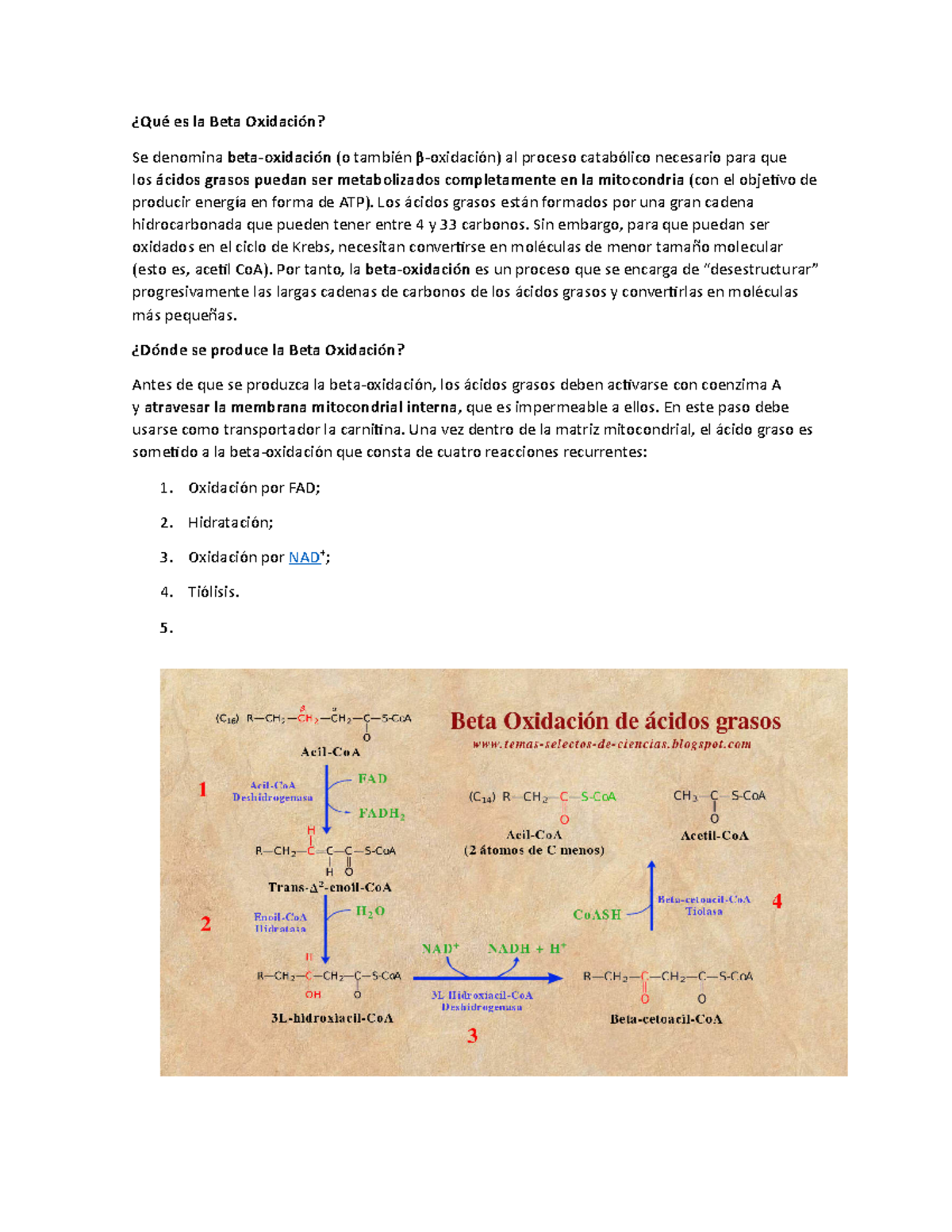 Qué es la Beta Oxidación - ¿Qué es la Beta Oxidación? Se denomina beta ...