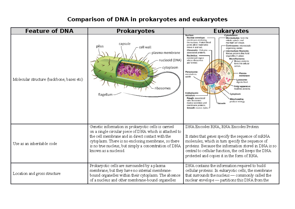 1. Table of Comparison of DNA in prokaryotes and eukaryotes - Studocu