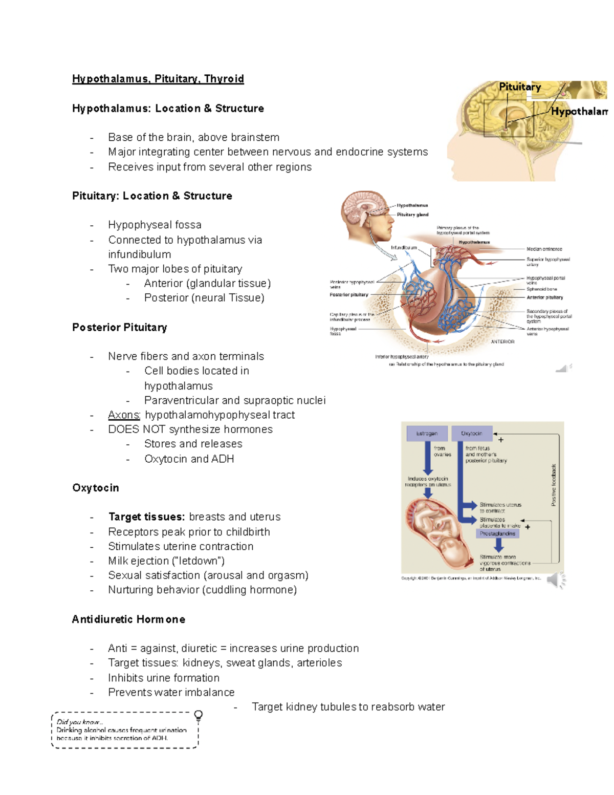 Hypothalamus, Pituitary, Thyroid - Hypothalamus, Pituitary, Thyroid ...