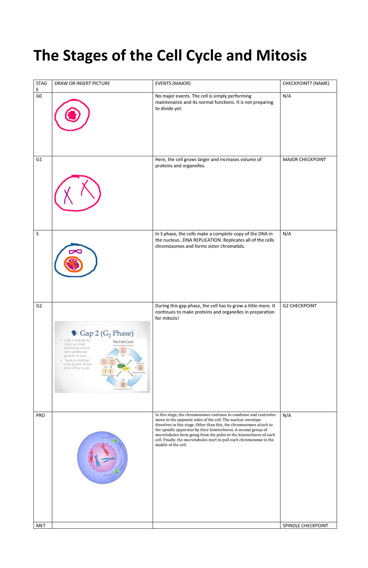 WOEK - MITOSIS - The Stages of the Cell Cycle and Mitosis STAG E DRAW ...