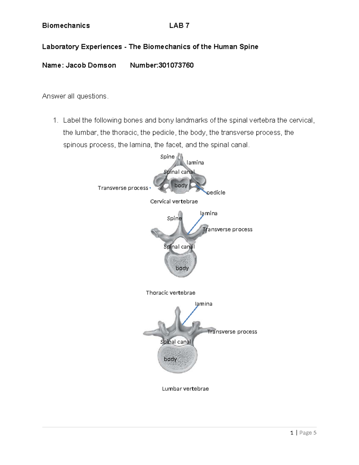 LAB 7 - btec 312 - Laboratory Experiences - The Biomechanics of the ...