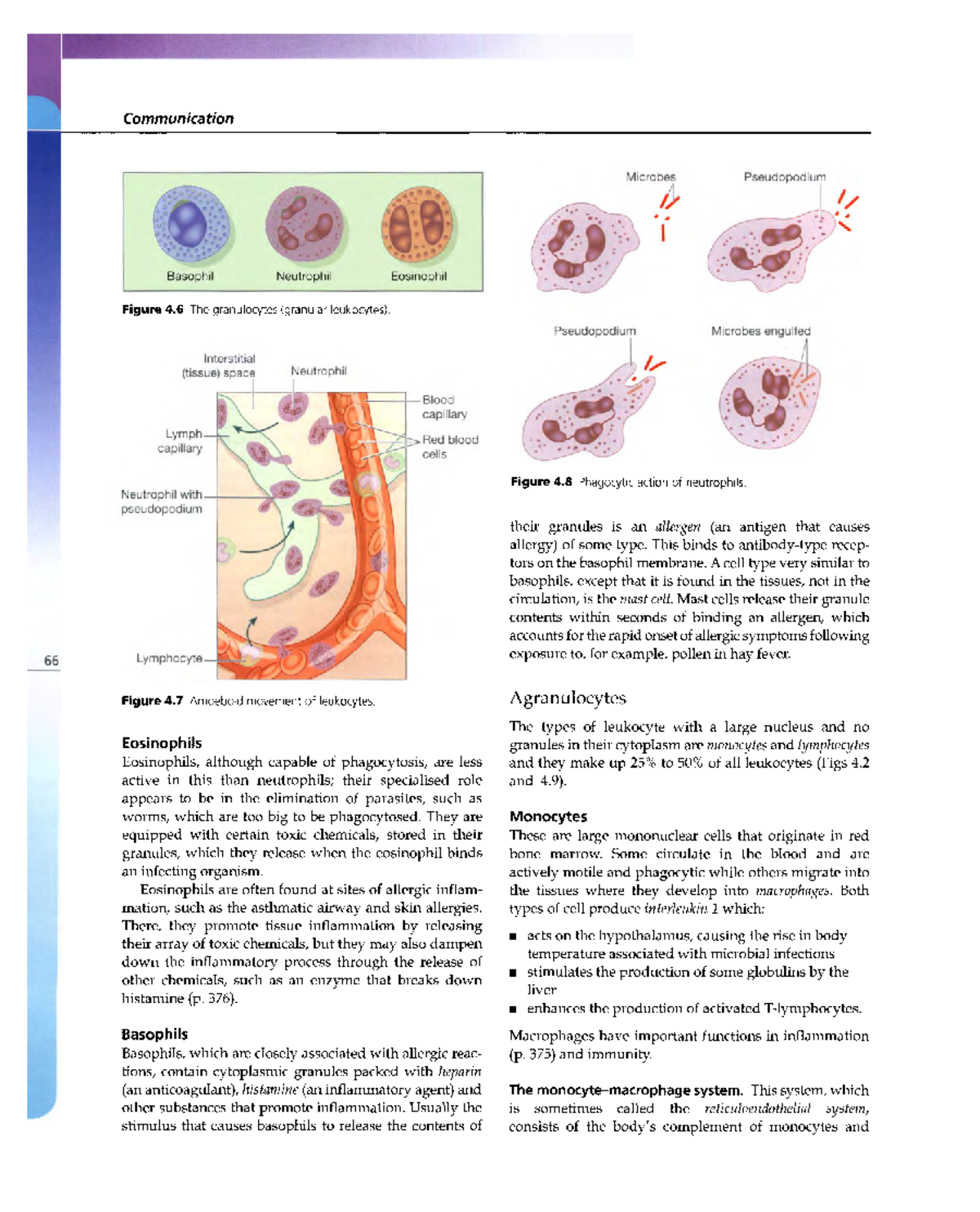 Human-Anatomy and Physiology 71 - Communication Figure 4 The ...