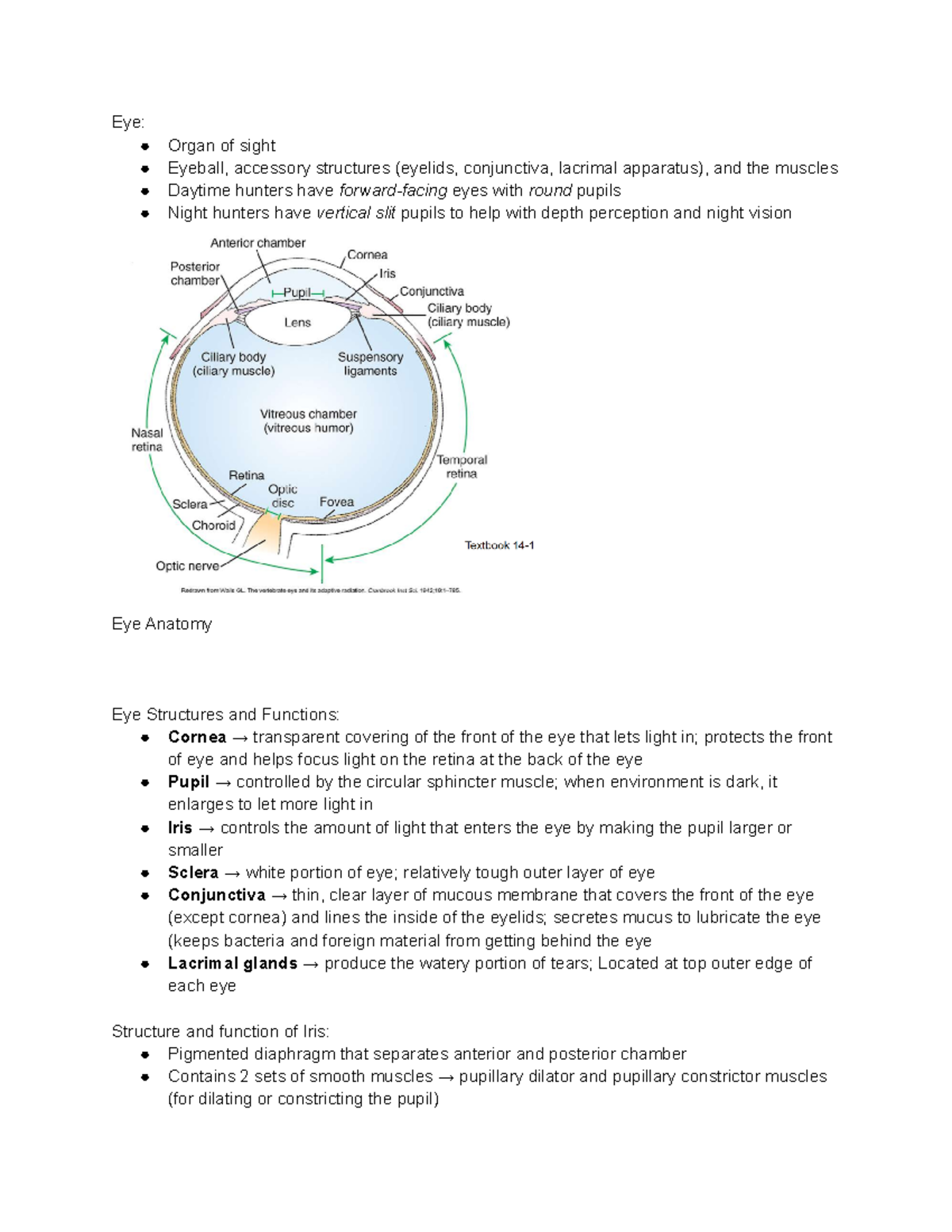 Visual System Notes - Eye: Organ of sight Eyeball, accessory structures ...