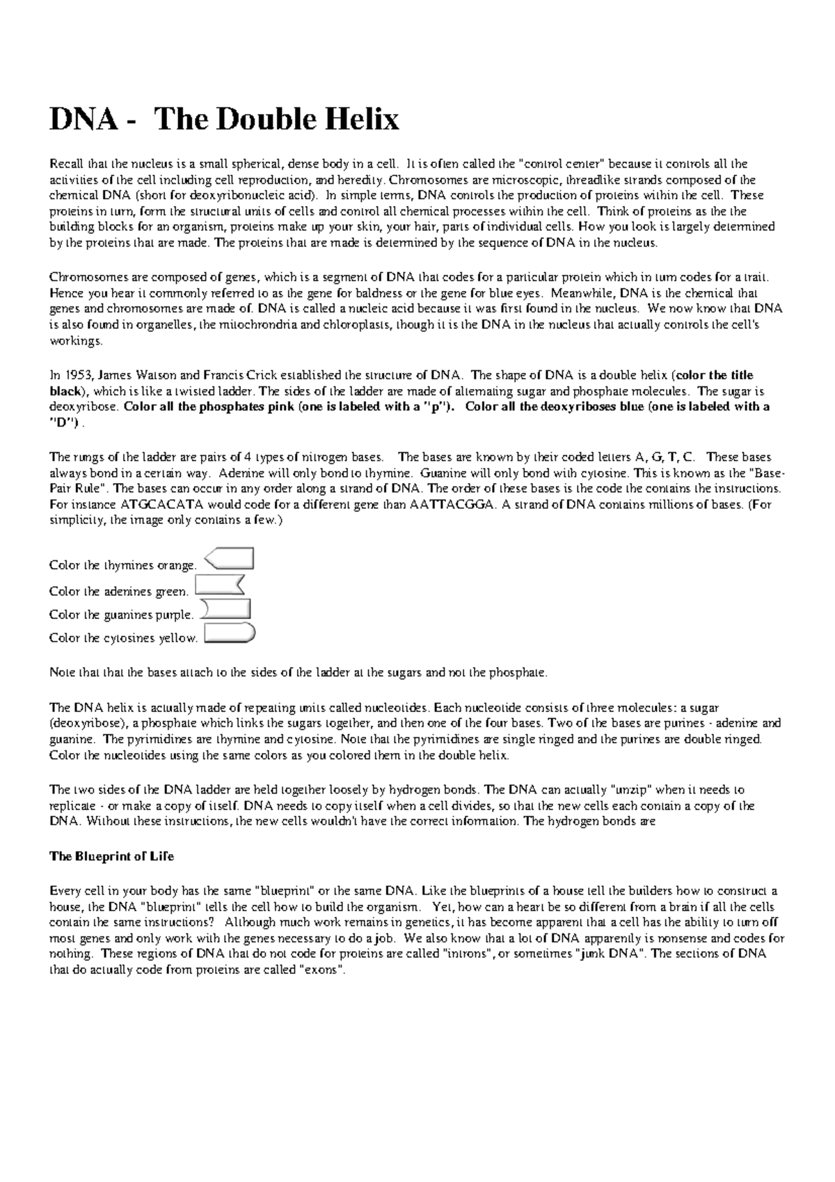 Kseniia Kutsil - DNA-Worksheet - DNA - The Double Helix Recall that the ...