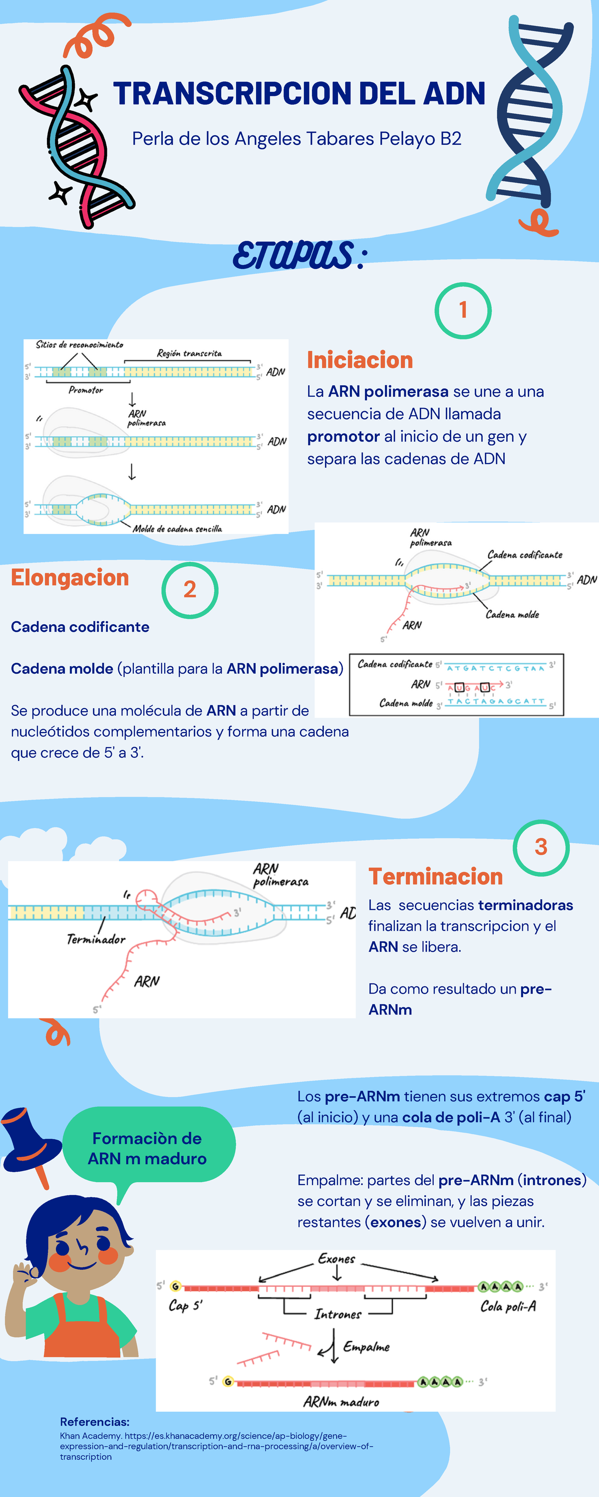 Transcripcion del adn - infografia - 1 2 3 Formaciòn de ARN m maduro ...