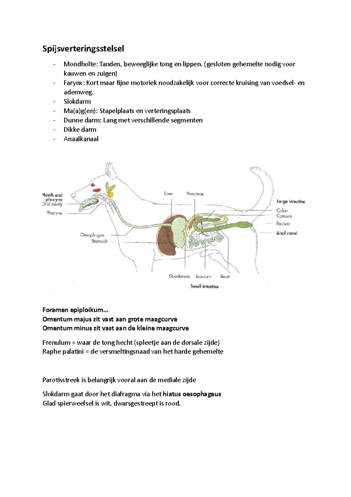 Orgaan anatomie Spijsverteringsstelsel - Spijsverteringsstelsel ...