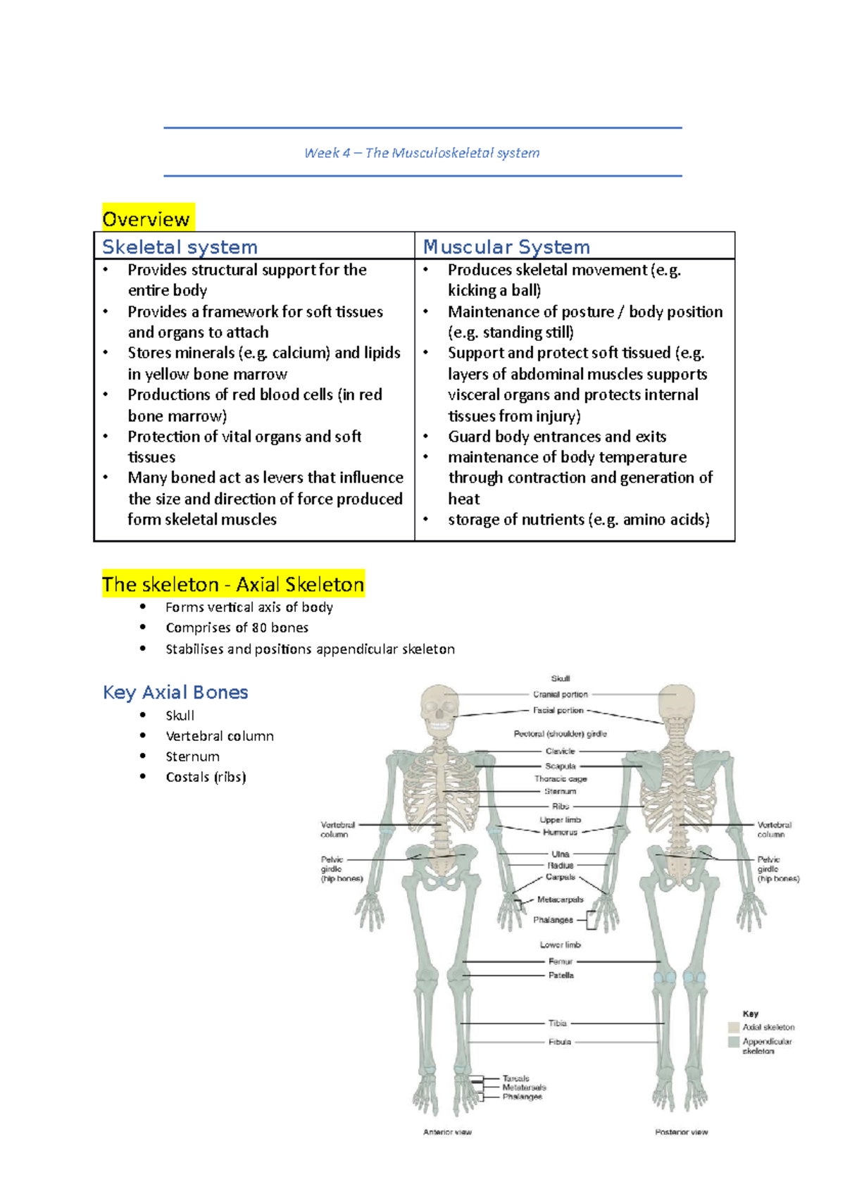 Weeks 4-6 - Week 4 – The Musculoskeletal system Overview Skeletal ...