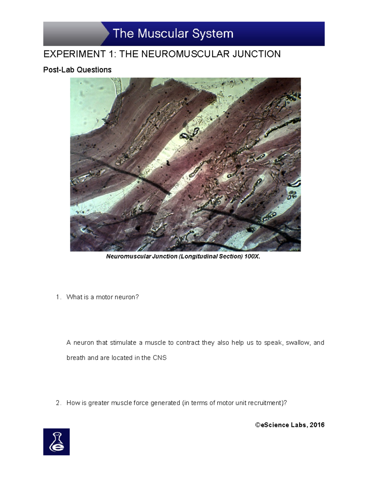 Lab7-Muscular System-Sp20 - EXPERIMENT 1: THE NEUROMUSCULAR JUNCTION ...