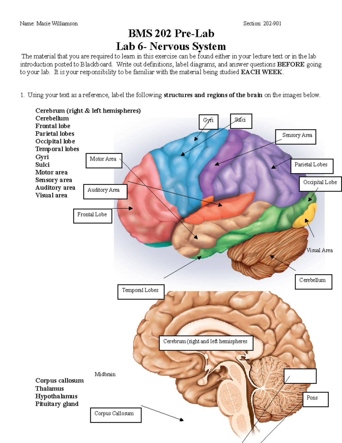 Pre-Lab for Lab #6: Nervous System - Name: Macie Williamson Section ...
