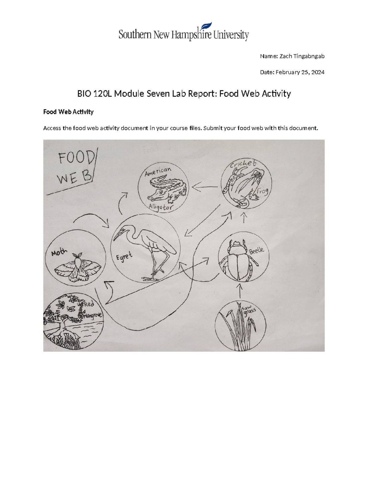BIO 120L Module Seven Food Web Activity Lab Report Template - Name ...