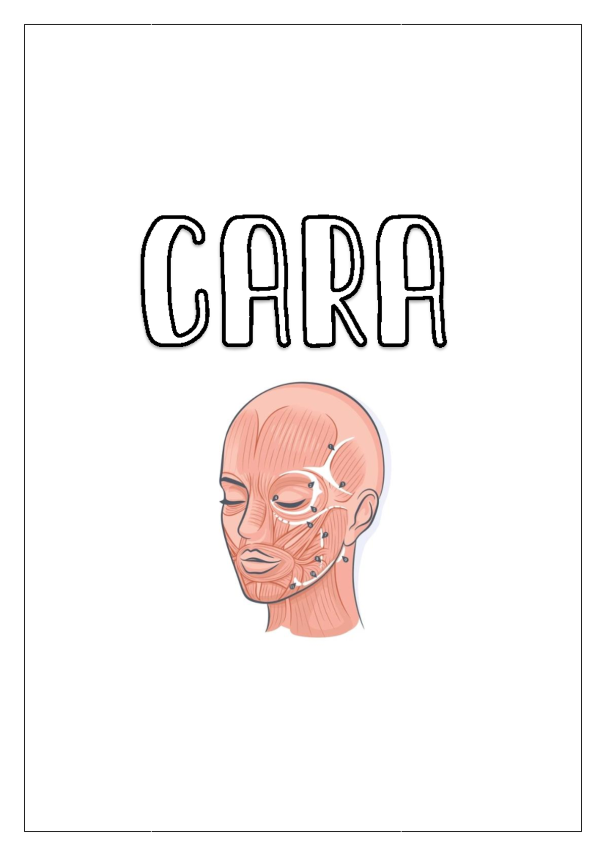 Anatomía - Cara - Anatomia 1 - CARA CARA CUERO CABELLUDO Y PIEL ...