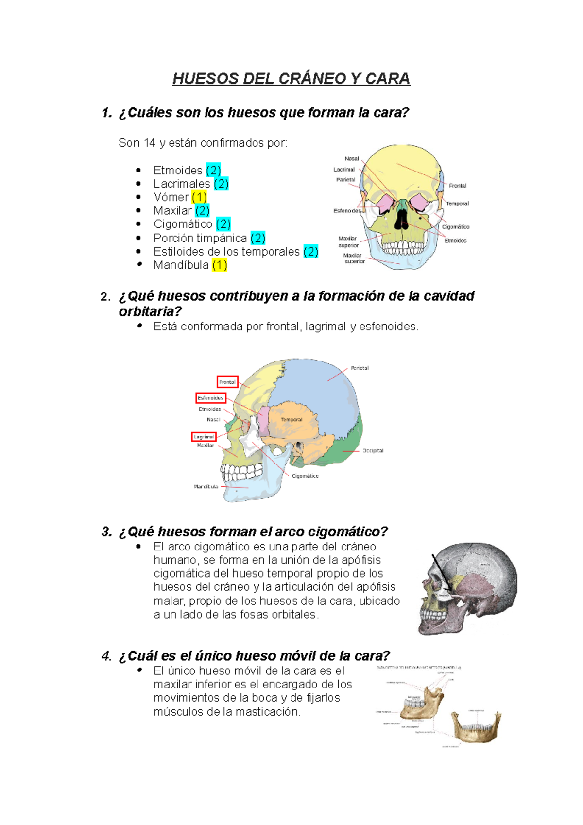 Huesos DEL Cráneo Y CARA - HUESOS DEL CRÁNEO Y CARA 1. ¿Cuáles son los ...